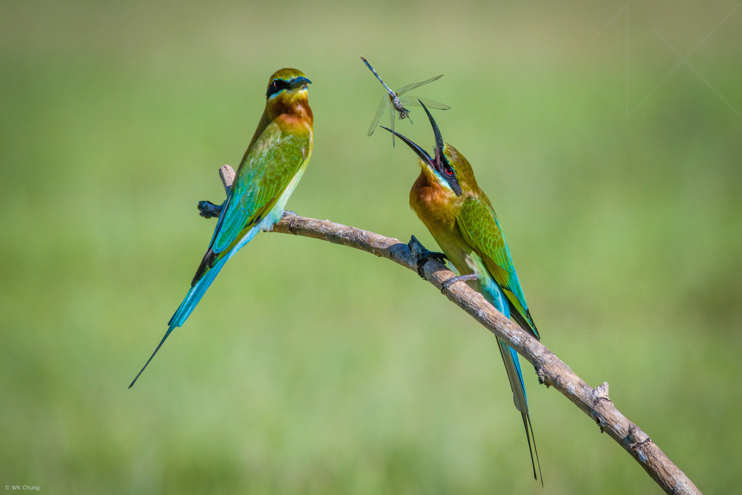 Blue-tailed Bee-eater by WK Chung