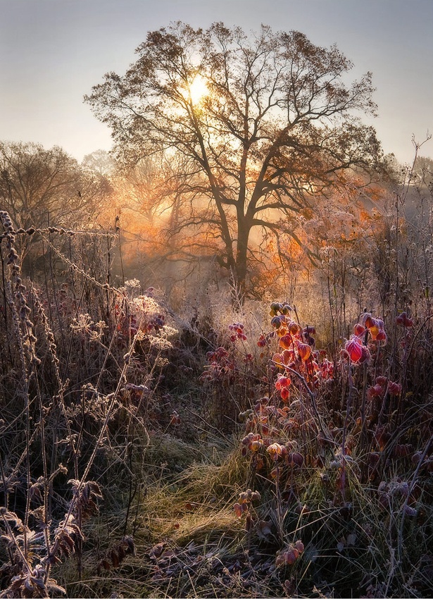 Autumn story: oak, raspberry and Frost by Alexander Kitsenko