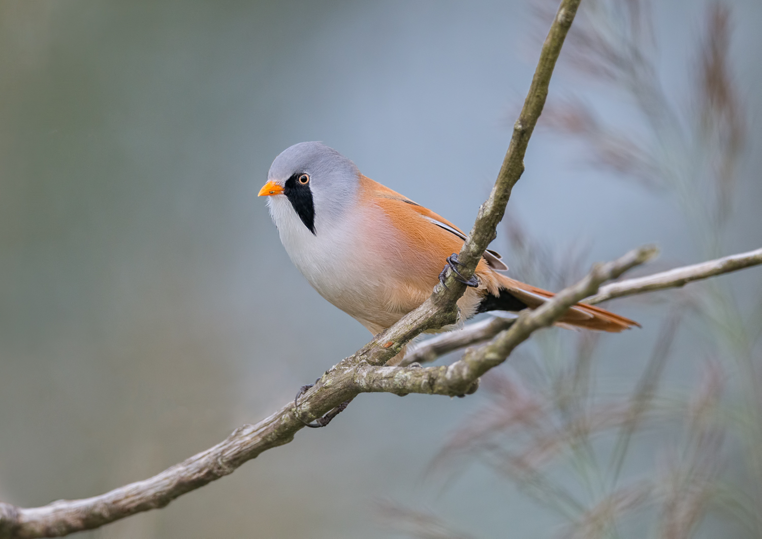 Bearded Reedling male by Peter Menear