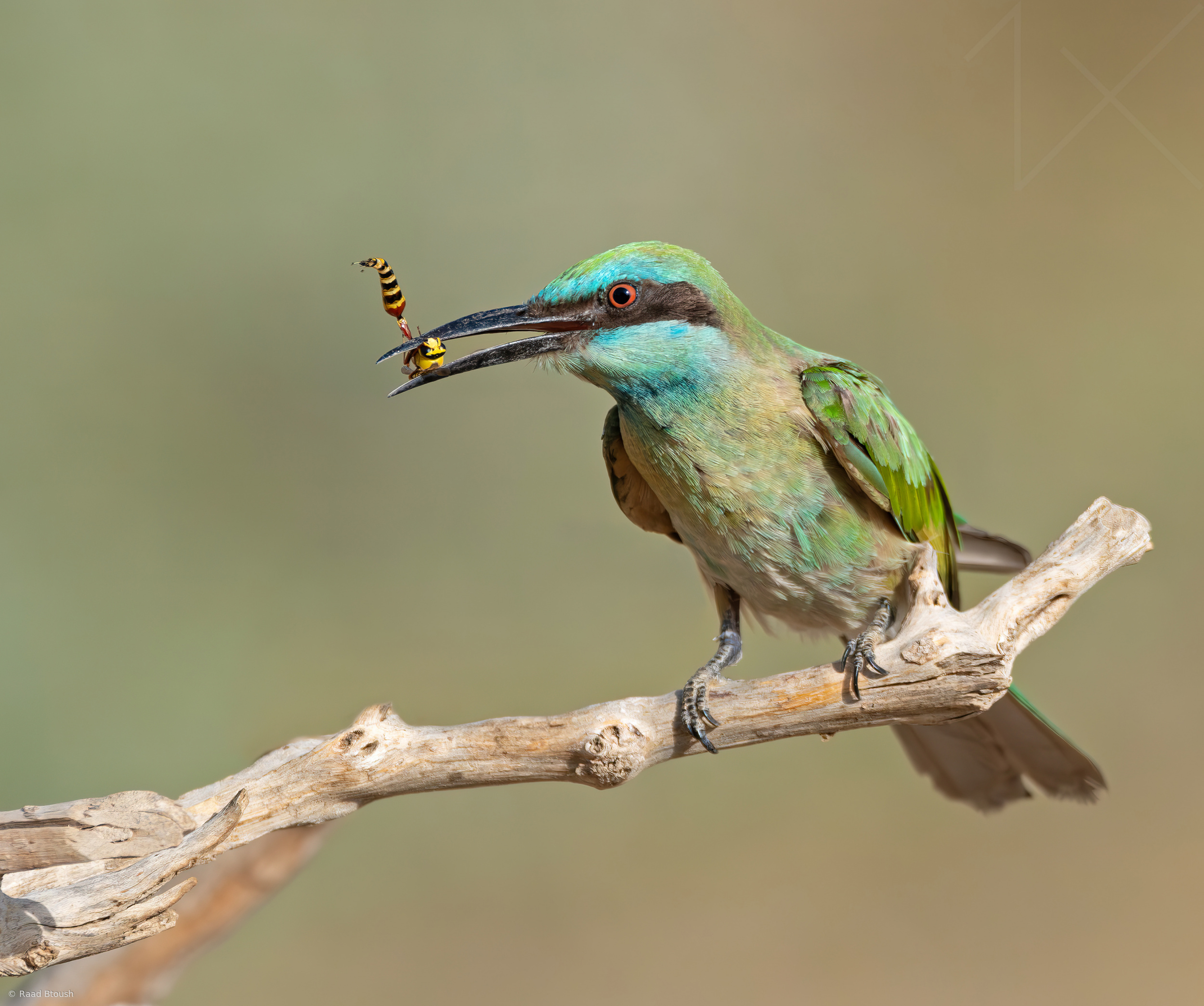 Arabian bee-eater in action by Raad Btoush