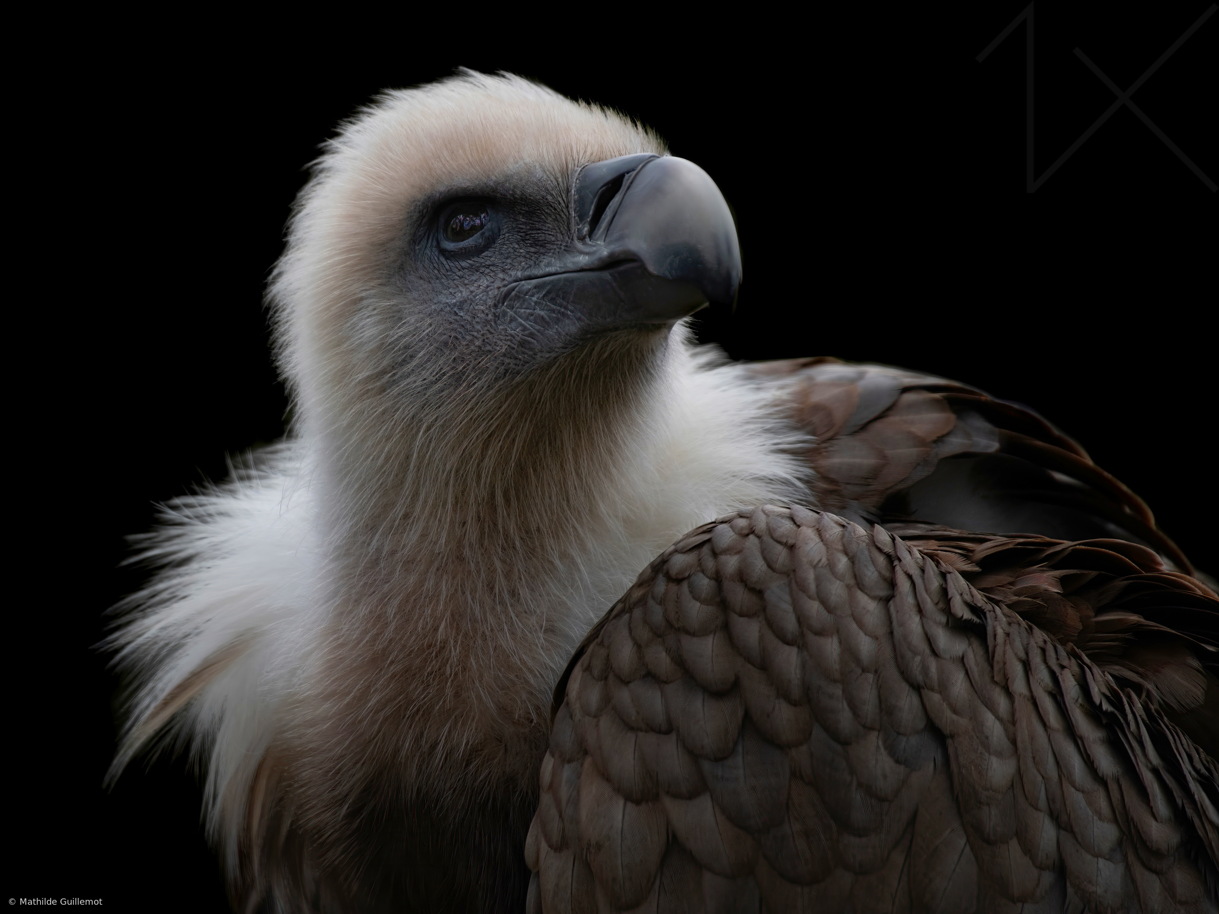 Gyps Fulvus - Griffon Vulture by Mathilde Guillemot Gyps Fulvus - Griffon Vulture by Mathilde Guillemot