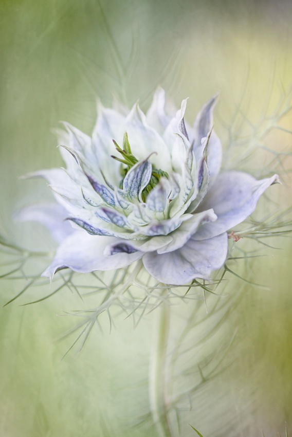 Love in a mist by Mandy Disher