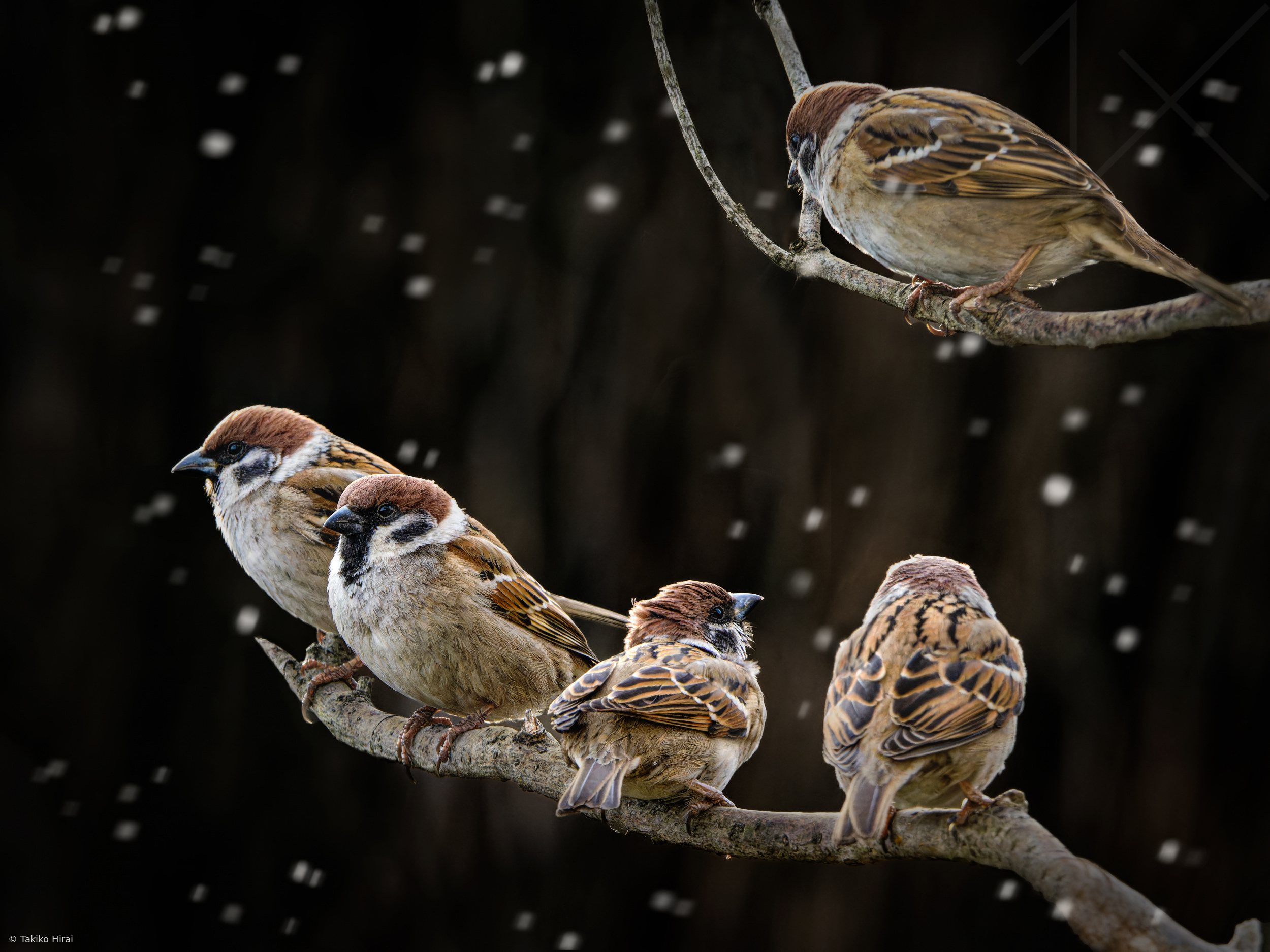 five sparrows by Takiko Hirai