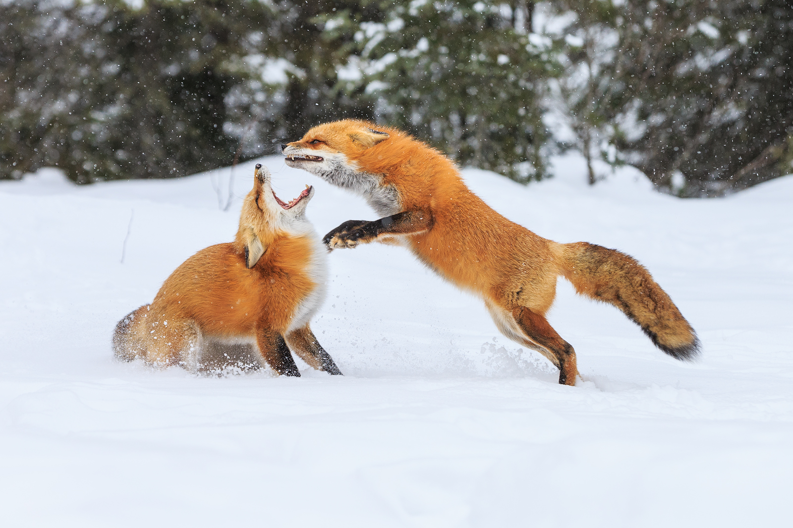Red Fox Couple by Gary Zeng