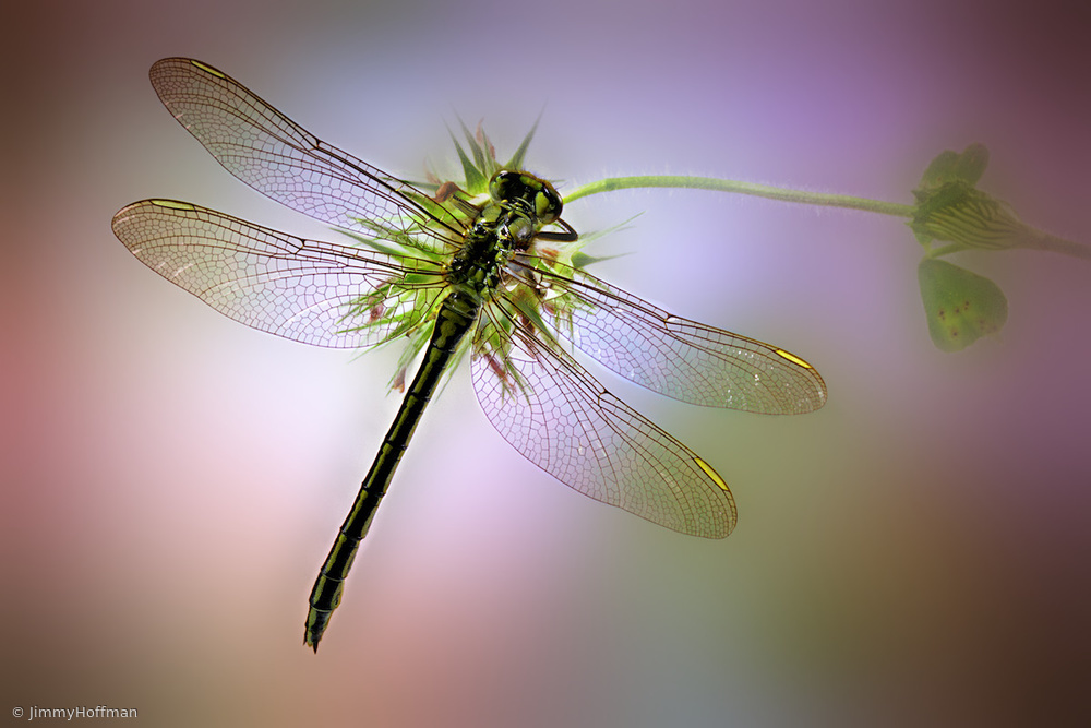 Dragonflies: the world's most beautiful winged insects