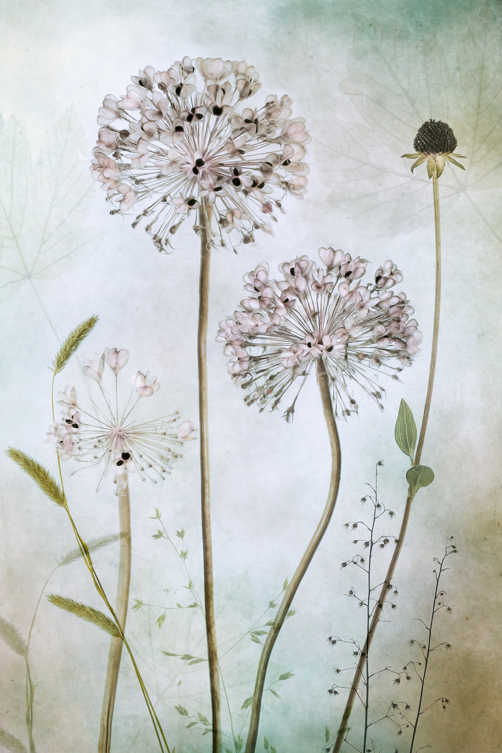 Allium by Mandy Disher
