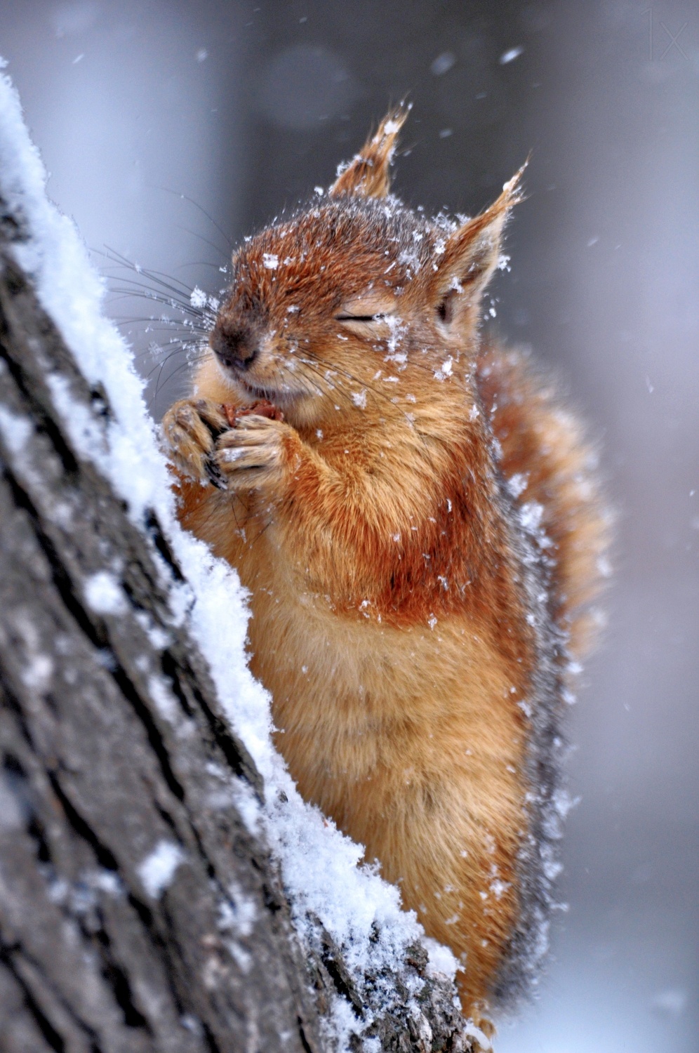 Beautiful Winter Pictures With Animals