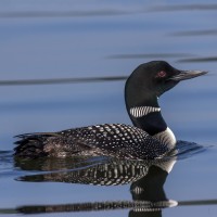 1x - Common Loon by Peter Stahl