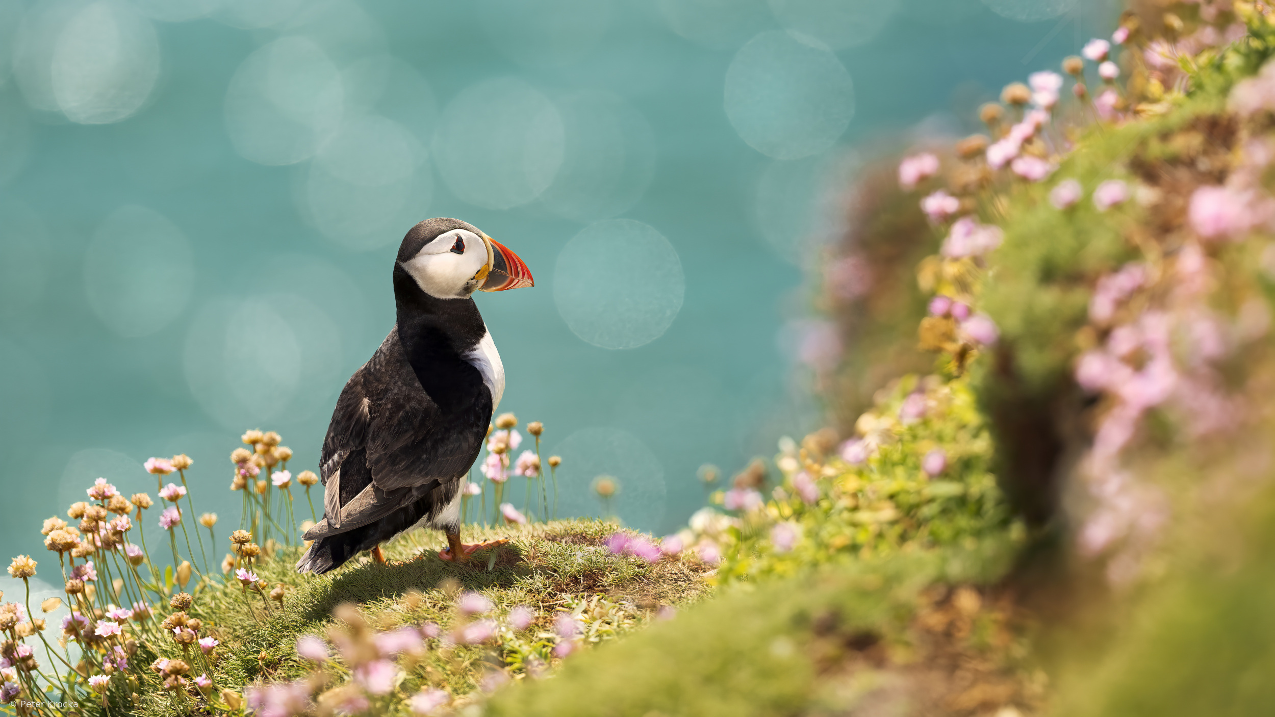 Atlantic Puffin by Peter Krocka