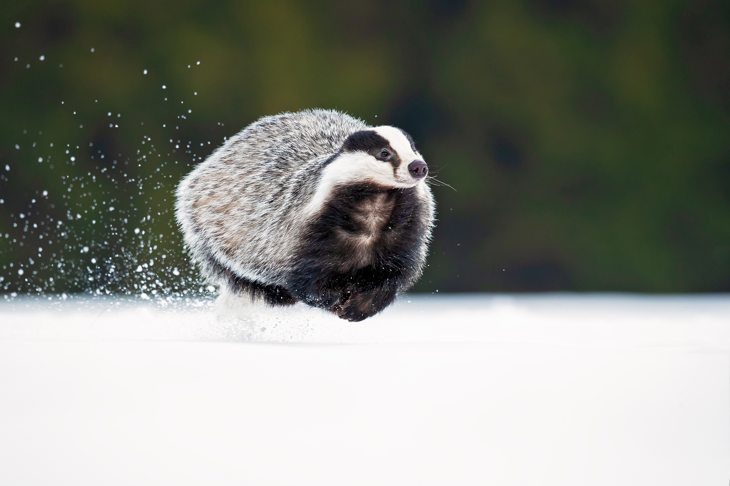 European badger by Milan Zygmunt