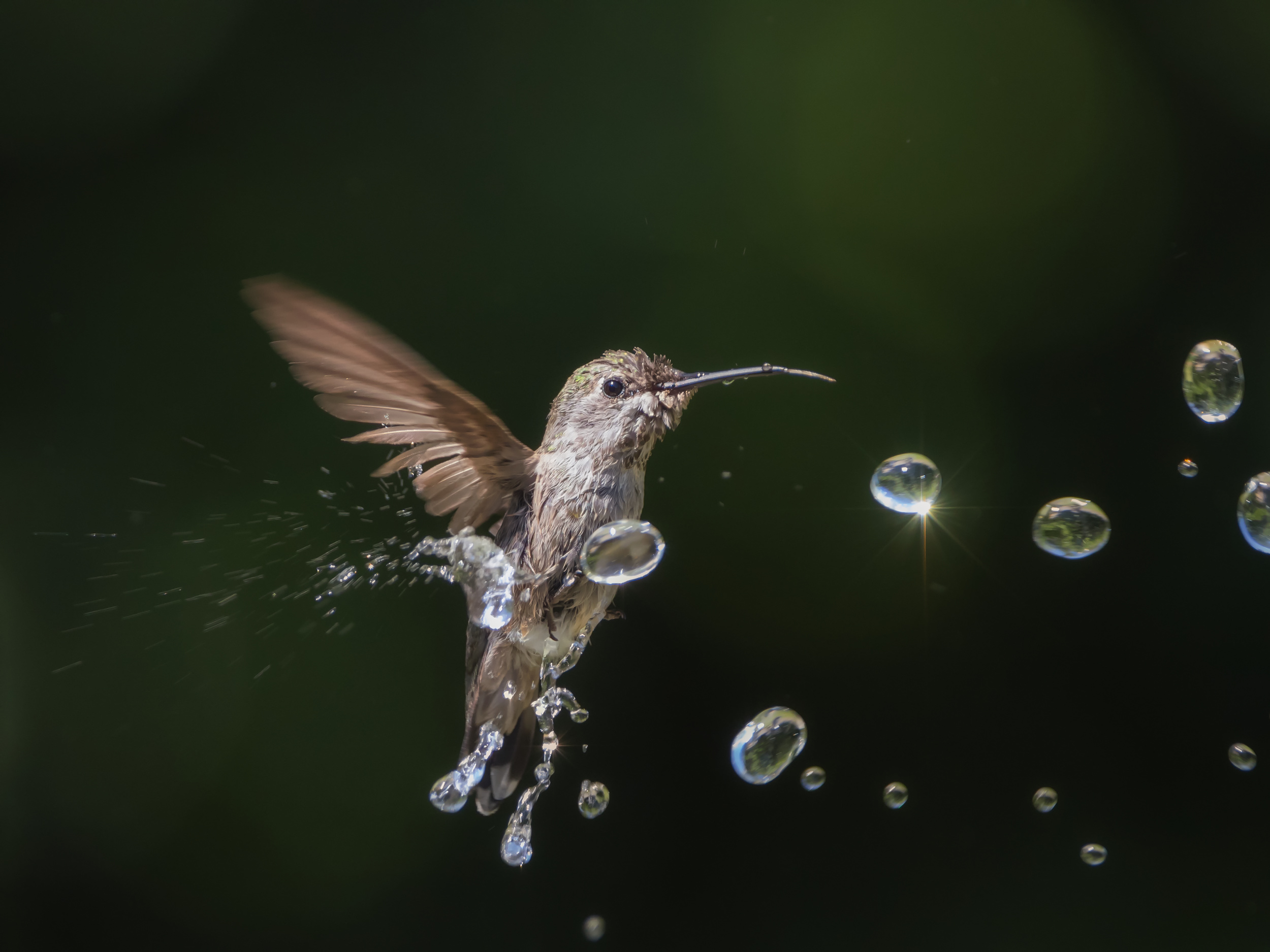 hummingbird and water drops by weilian