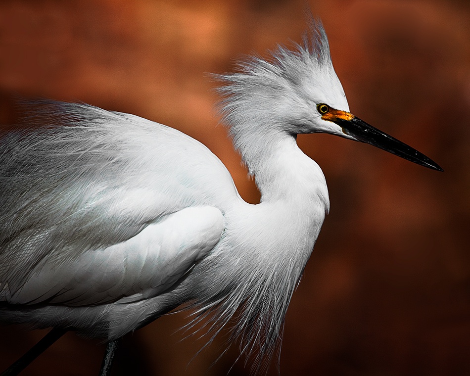 Stalking by Ben Spurgeon