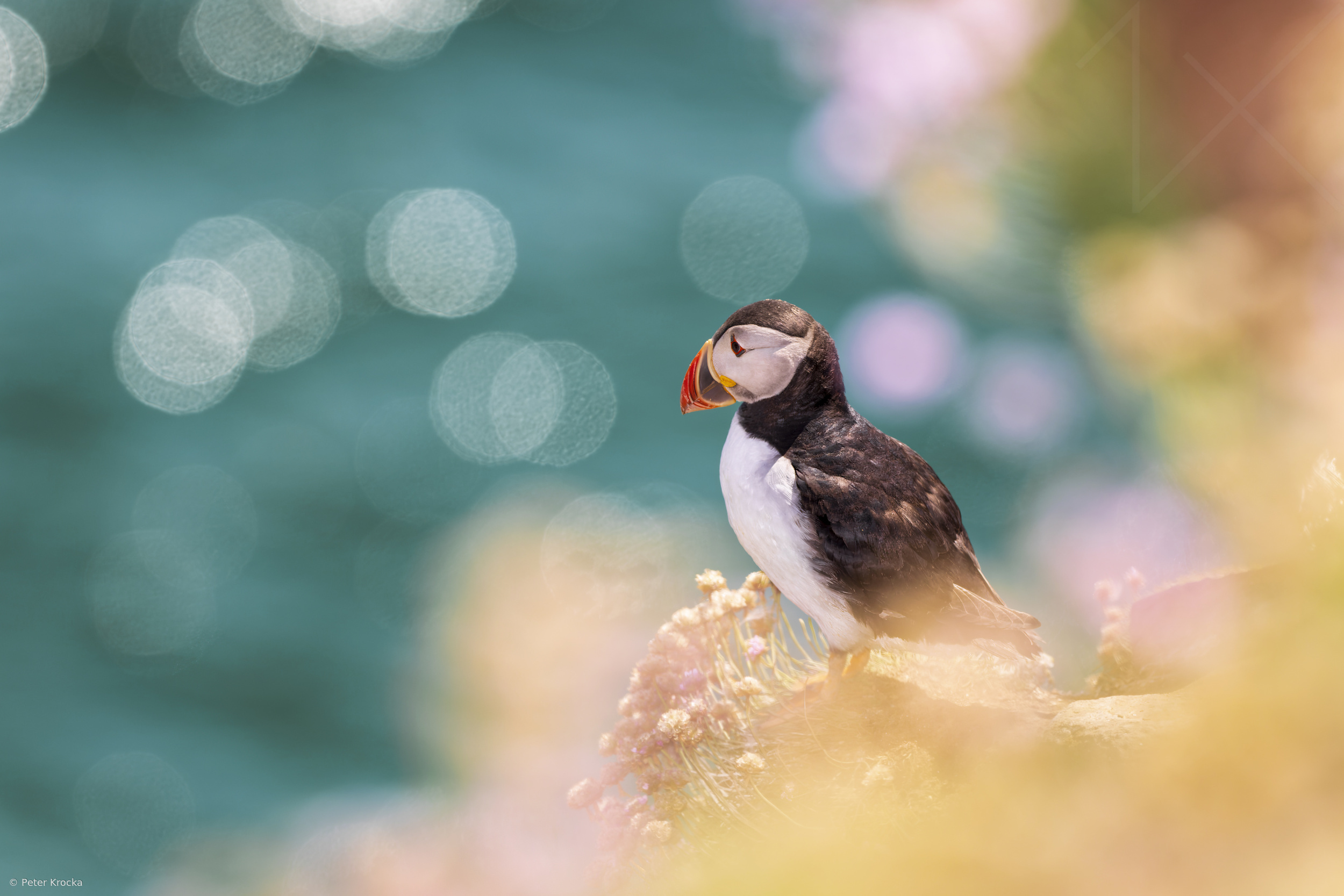 Atlantic puffin (Fratercula arctica) by Peter Krocka