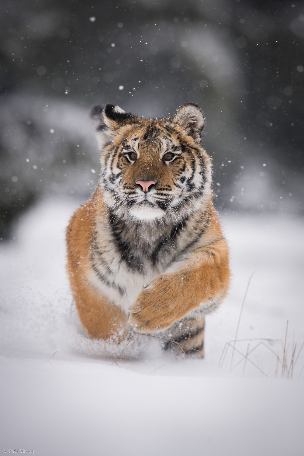 The Siberian Tiger, Panthera tigris tigris by Petr Simon