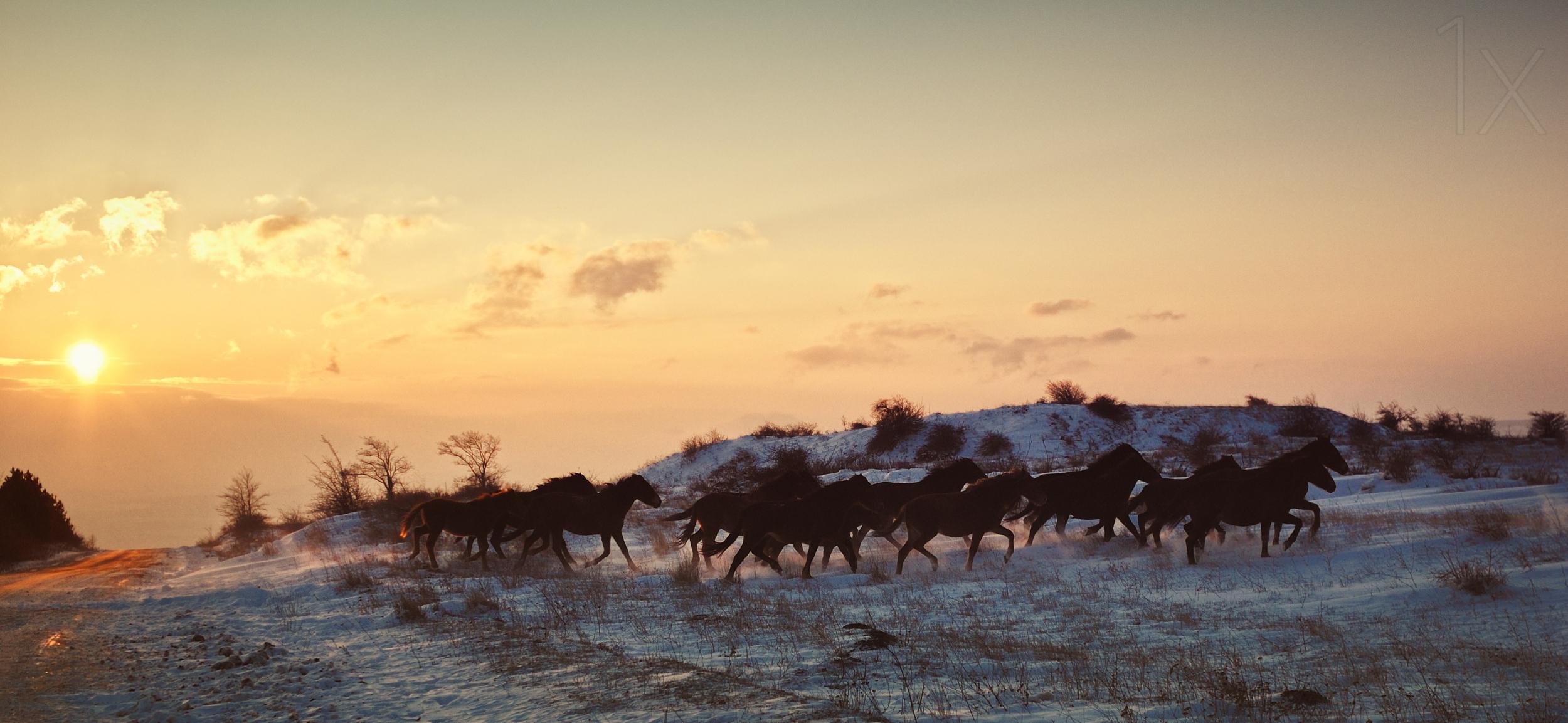 Wild horses in Diulino passage, Bulgaria by Dimitar Dachev