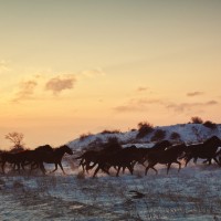 1x - Wild horses in Diulino passage, Bulgaria by Dimitar Dachev