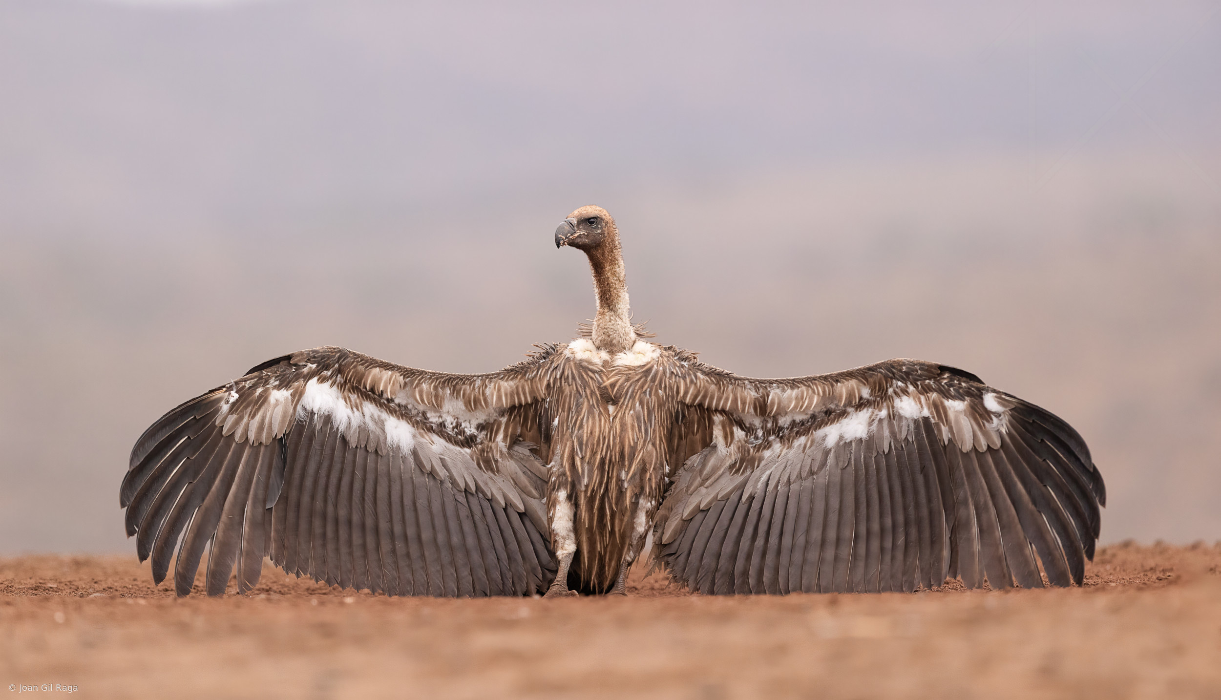 African vulture by Joan Gil Raga