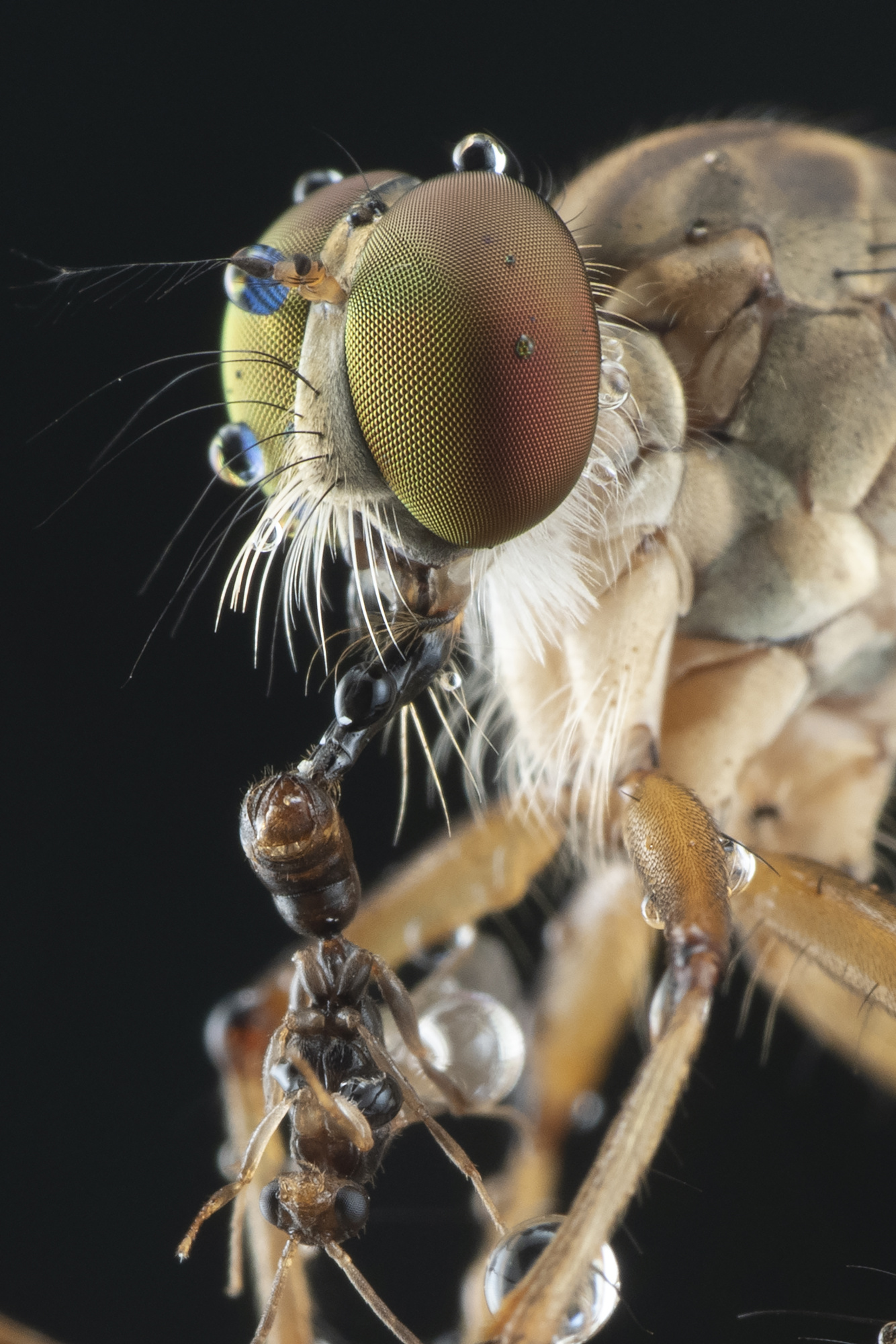 Robber fly with prey 002 by Albertus Nugroho