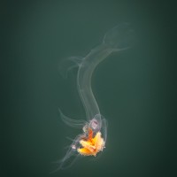 1x - Common starfish larvae by Tony Meyer