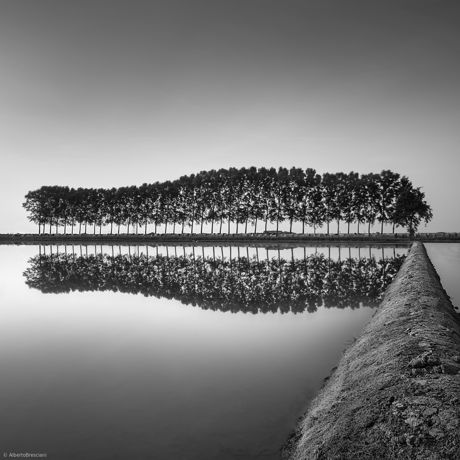 Rice Field by Alberto Bresciani