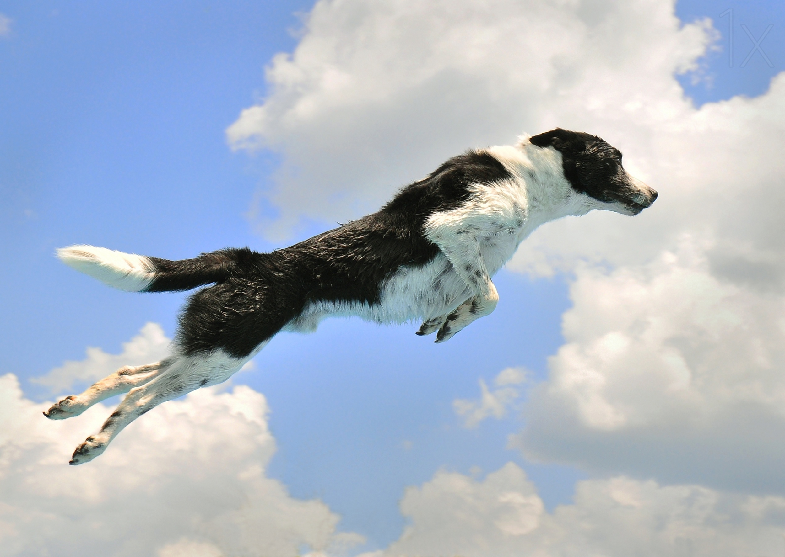 Can Puppies Fly