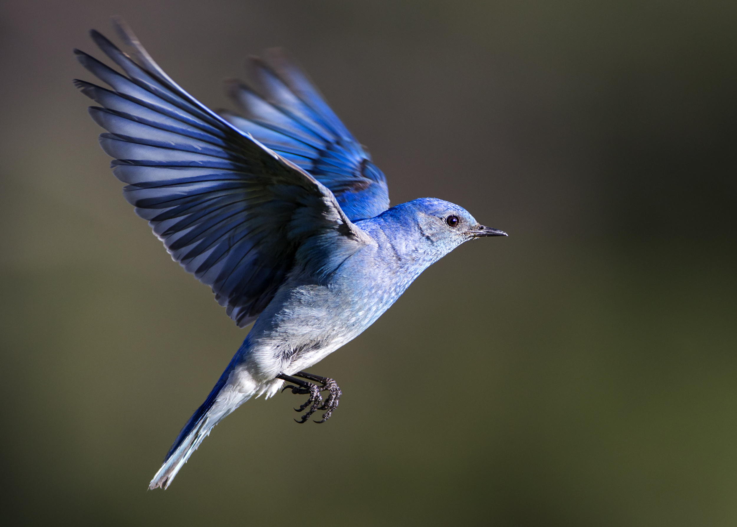 Mountain Blue Bird Flying