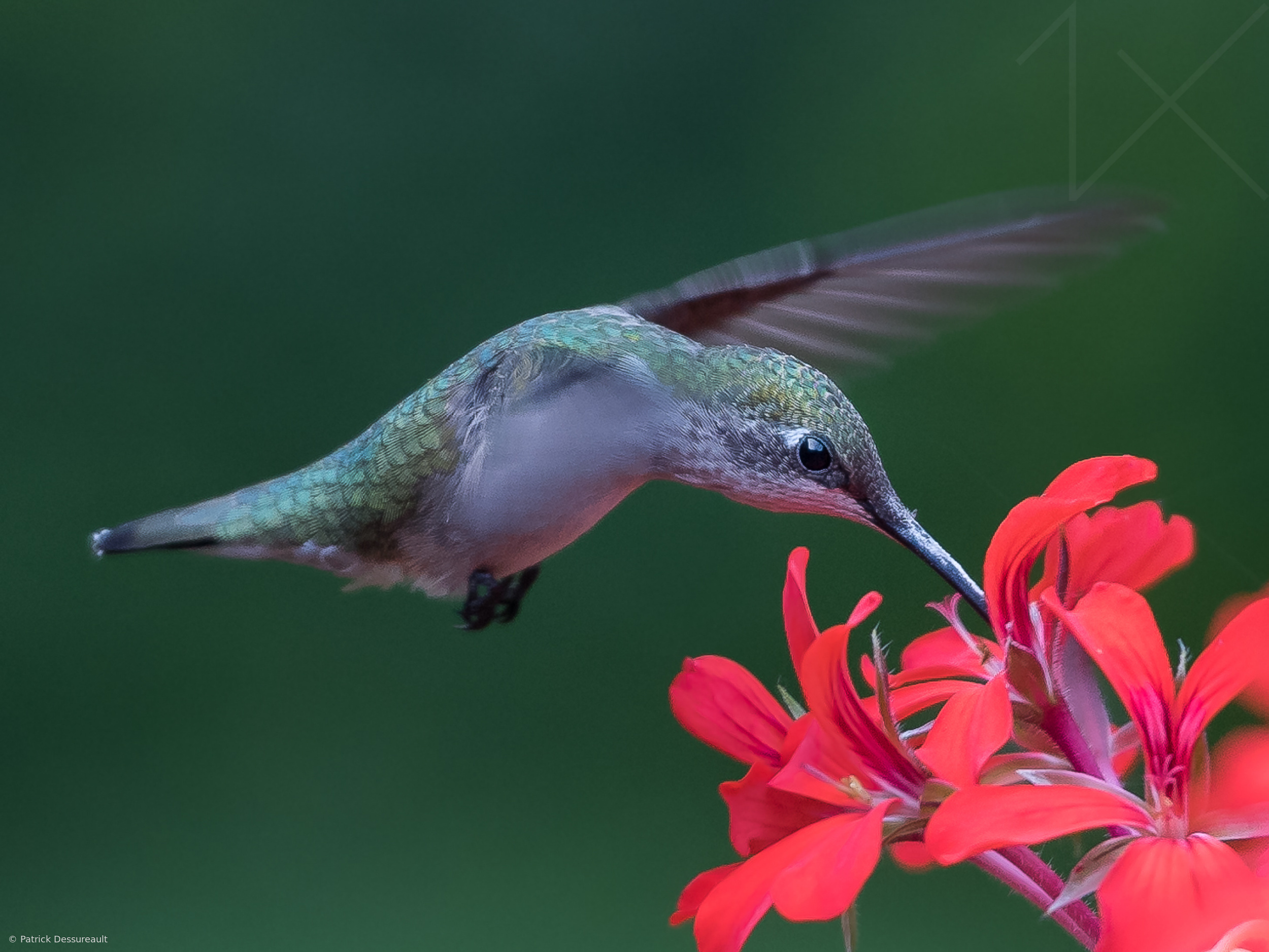 Ruby-throated hummingbird by Patrick Dessureault