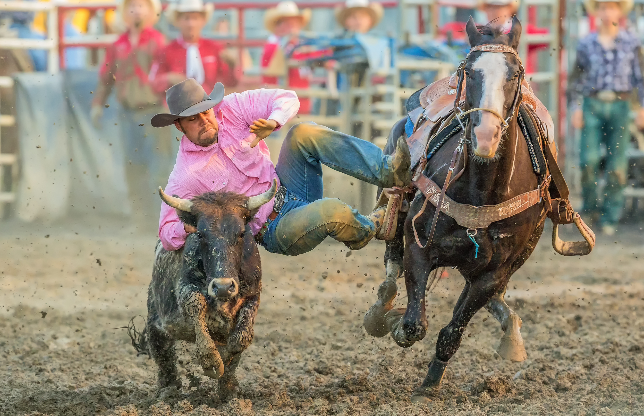 Steer Wrestling by David Hua