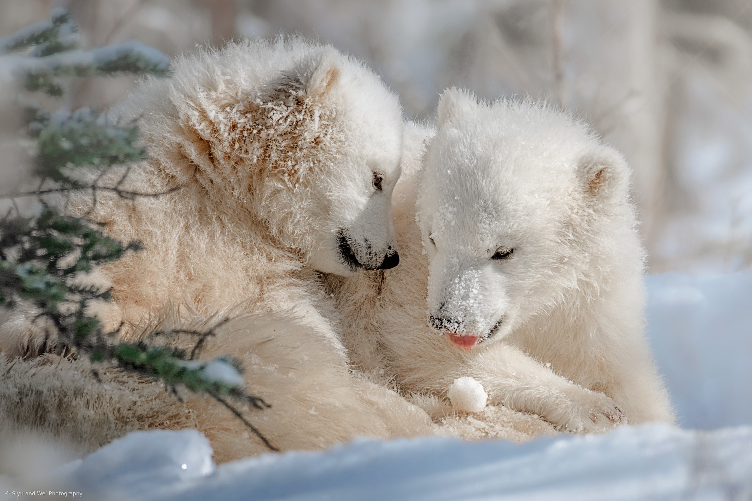Polar Bear Siblings by Siyu and Wei Photography