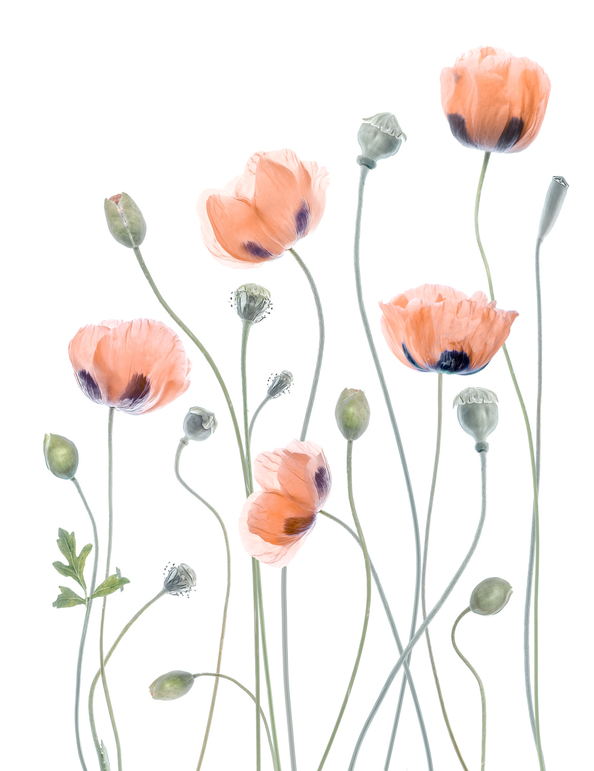 Poppies by Mandy Disher