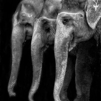 1x - Nature's great masterpiece, an elephant; the only harmless great ...