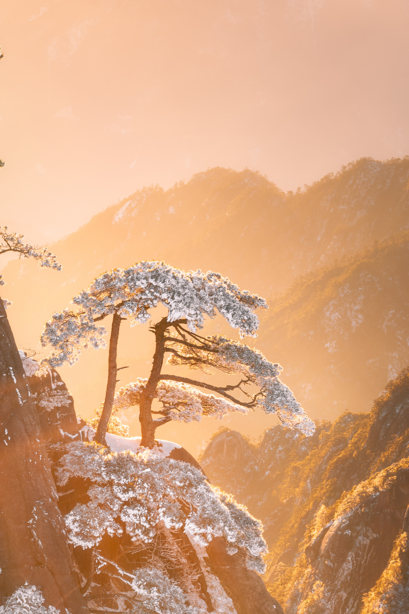 Golden Pine Tree by Calvin Feng